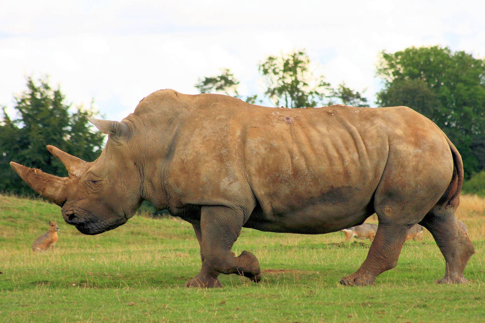 Rhino - HD Wallpapers | Earth Blog