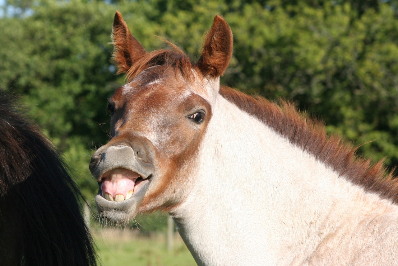 Chamfron Stud : Chamfron Campeador - 3 months old