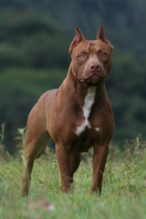 Amazing tough PitBull ~ PitBull Photo Gallery