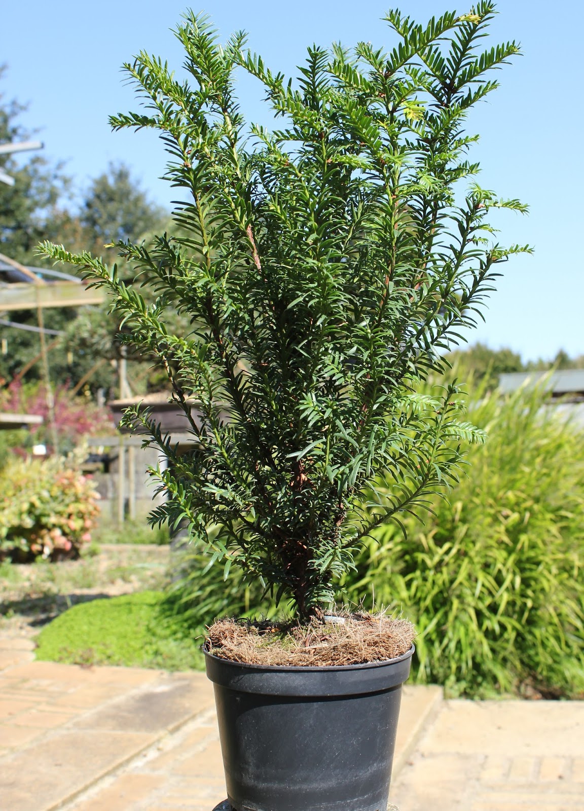 Trees Planet: Taxus baccata – European Yew - English Yew