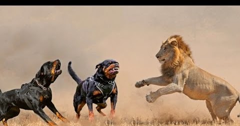 Lion vs 5 Rottweilers