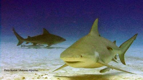 BlogTiburones: Tiburones toro: atracción turística en Playa del Carmen ...