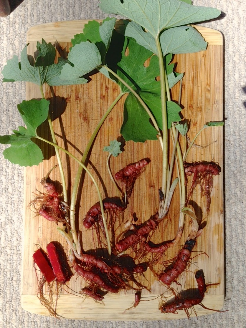 Ithaca Waldorf Handwork & more: Bloodroot Plant Dye