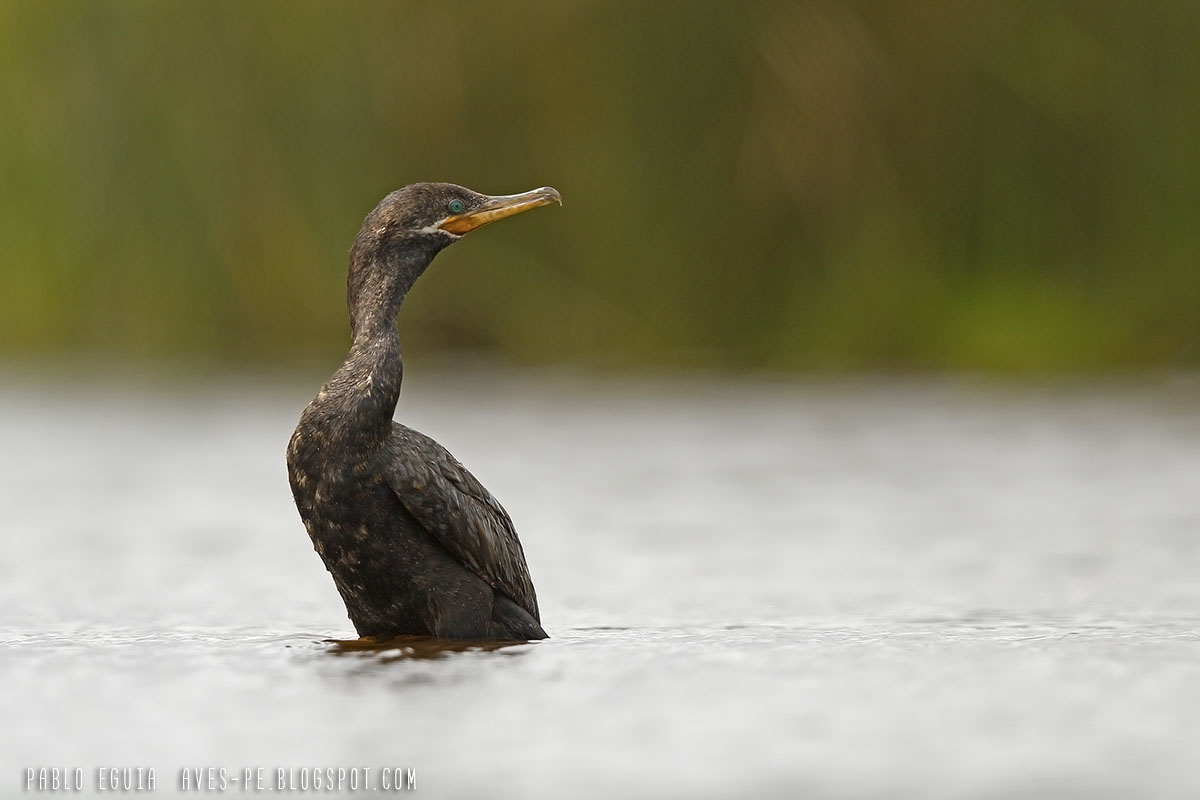 mis fotos de aves: Nannopterum brasilianus Biguá Neotropic Cormorant