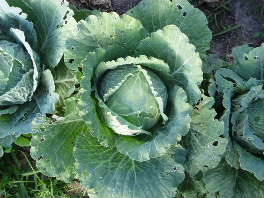 Horta de fim-de-semana: Já há repolhos!