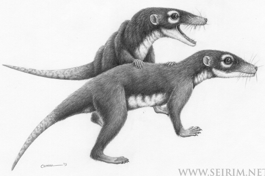 Mundo Pré-Histórico: Sinápsidos (Synapsida)