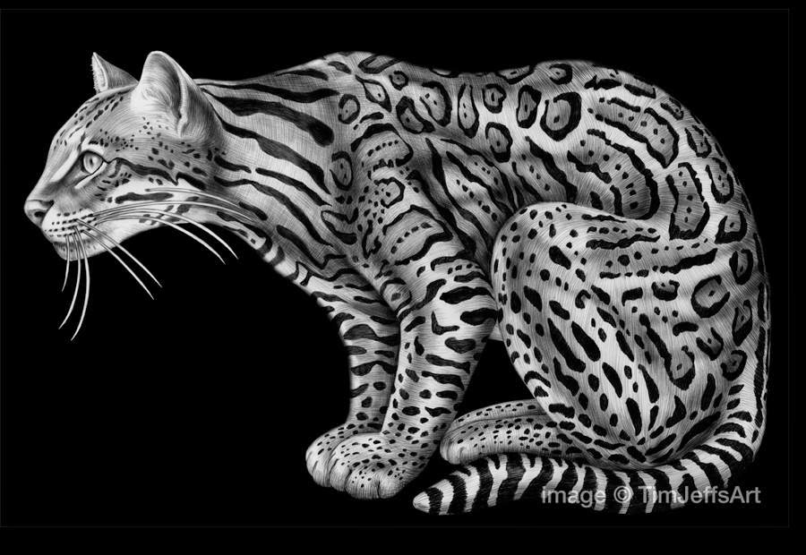 Babou The Ocelot Dali