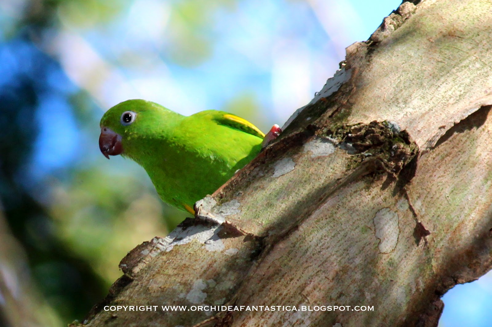 ORCHIDEA FANTASTICA: Maritaca no Manacá