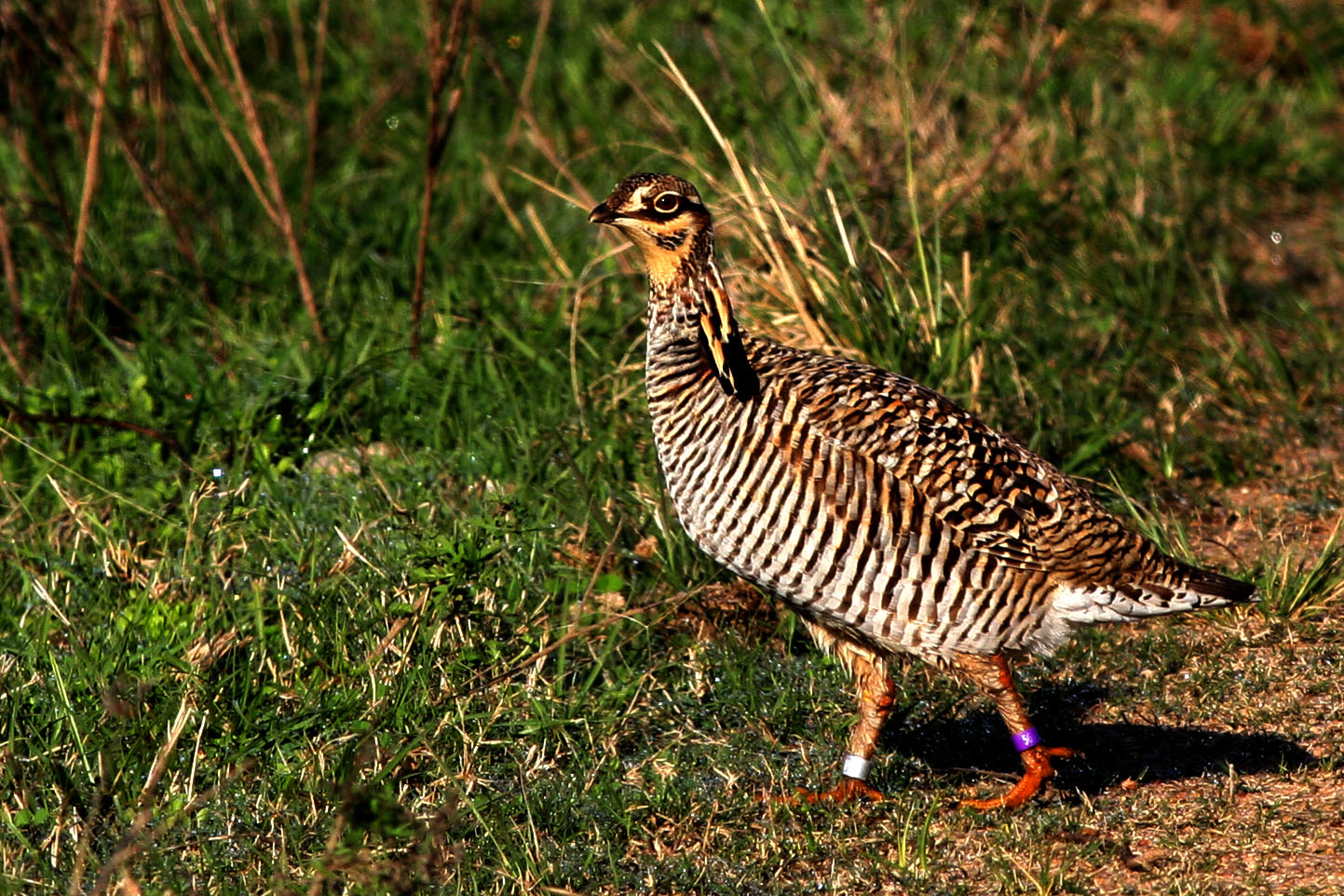 David's Big Year: Greater Prairie-Chicken and Dip