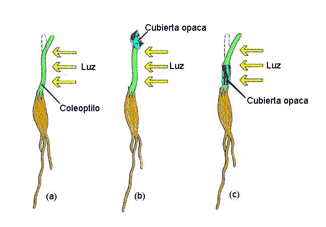 Biologíapuntocom: Práctico Auxinas