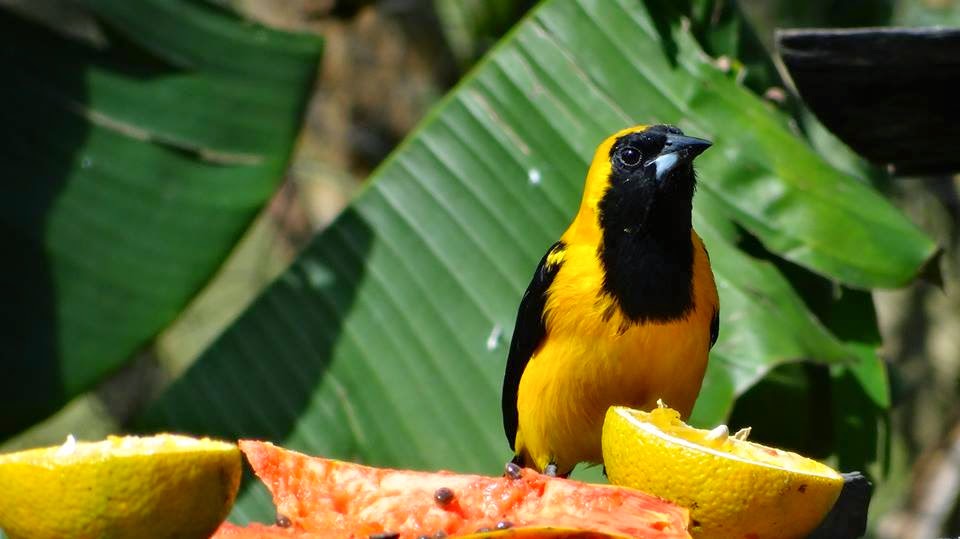 AVES COLOMBIANAS : Toche