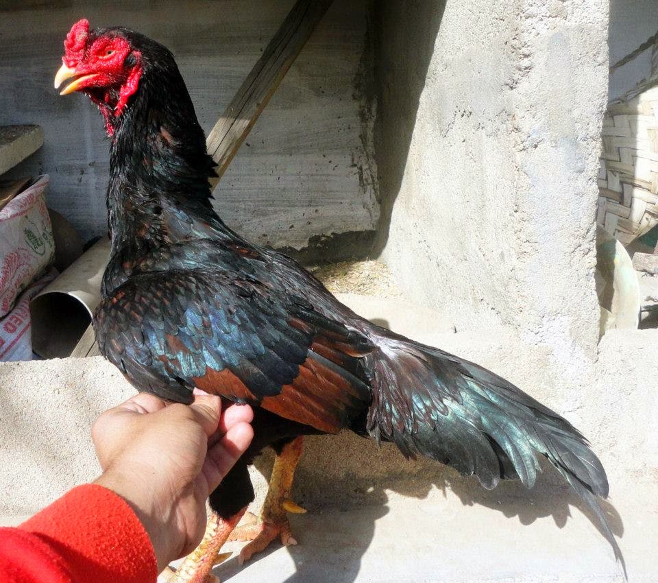 Syed Hammad Precious Aseels ~ Pakistani Aseel Photos