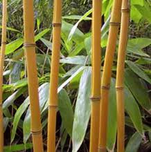 jual tanaman hias.jual bambu kuning panda.bambu jepang | LOVE GREEN