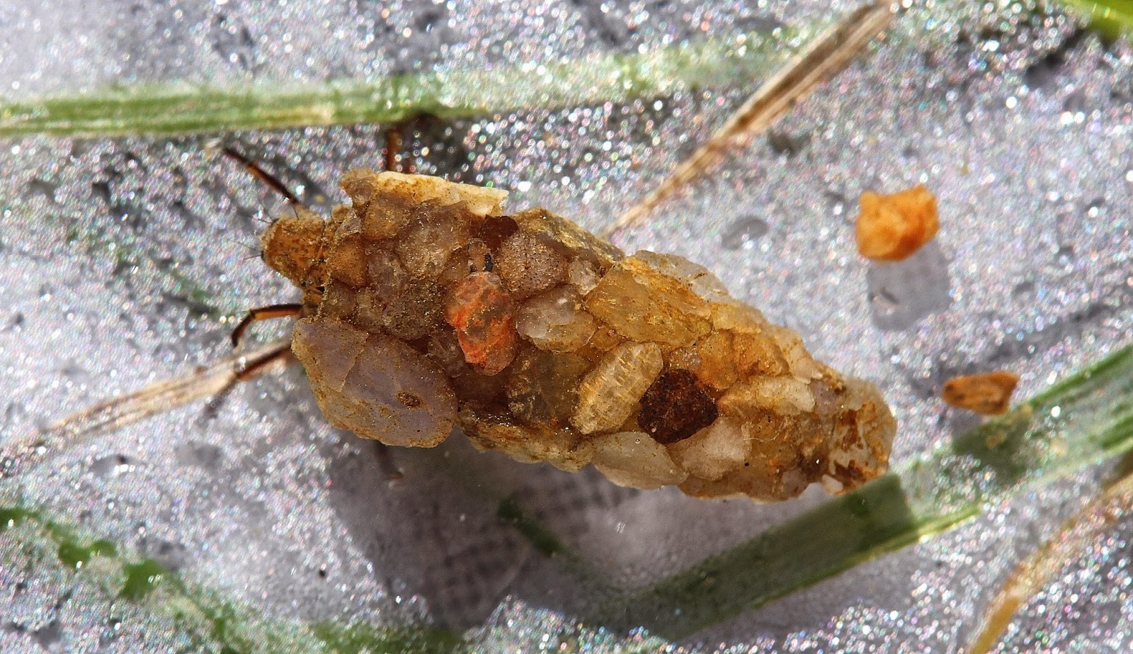 Aquatic Insects of Central Virginia: Winter stoneflies on a cold winter ...