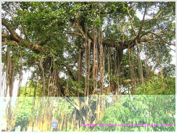 Showmeneel: The Great banyan tree - a tree with multiple trunks and ...