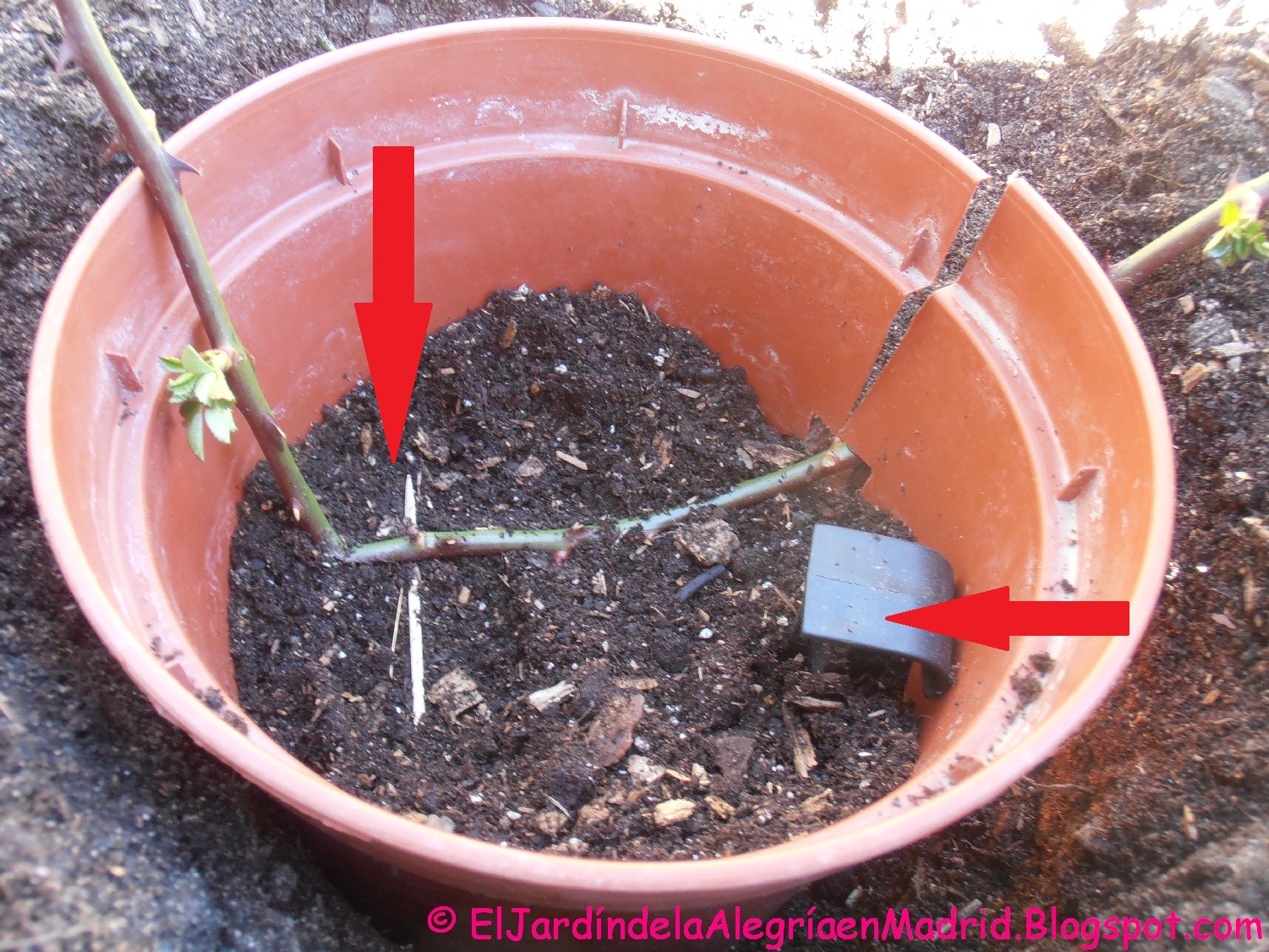 El jardín de la alegría : Reproducir rosales (I) Cómo realizar un acodo ...