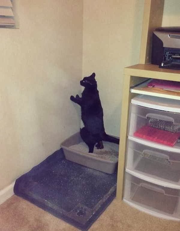 Funny cats - part 86 (40 pics + 10 gifs) | Amazing Creatures