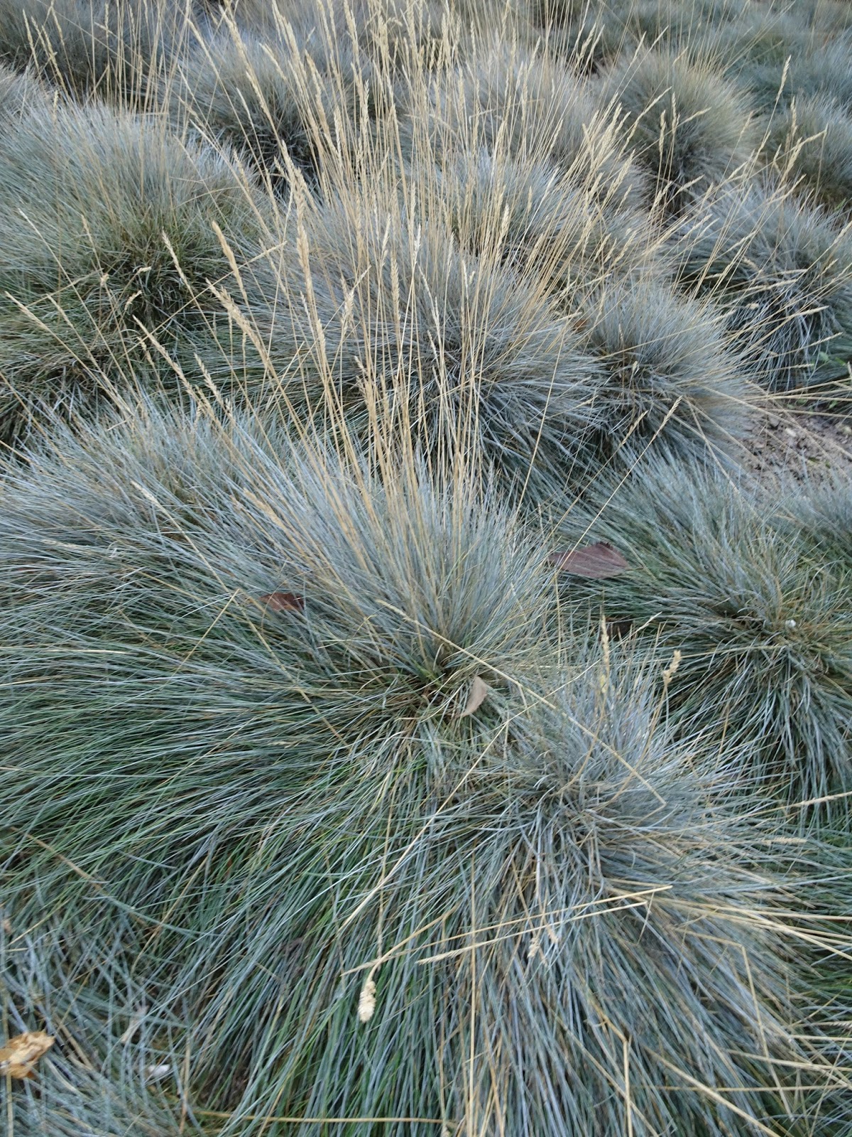 HERBARIO VIRTUAL DE BANYERES DE MARIOLA Y ALICANTE: Festuca glauca ...