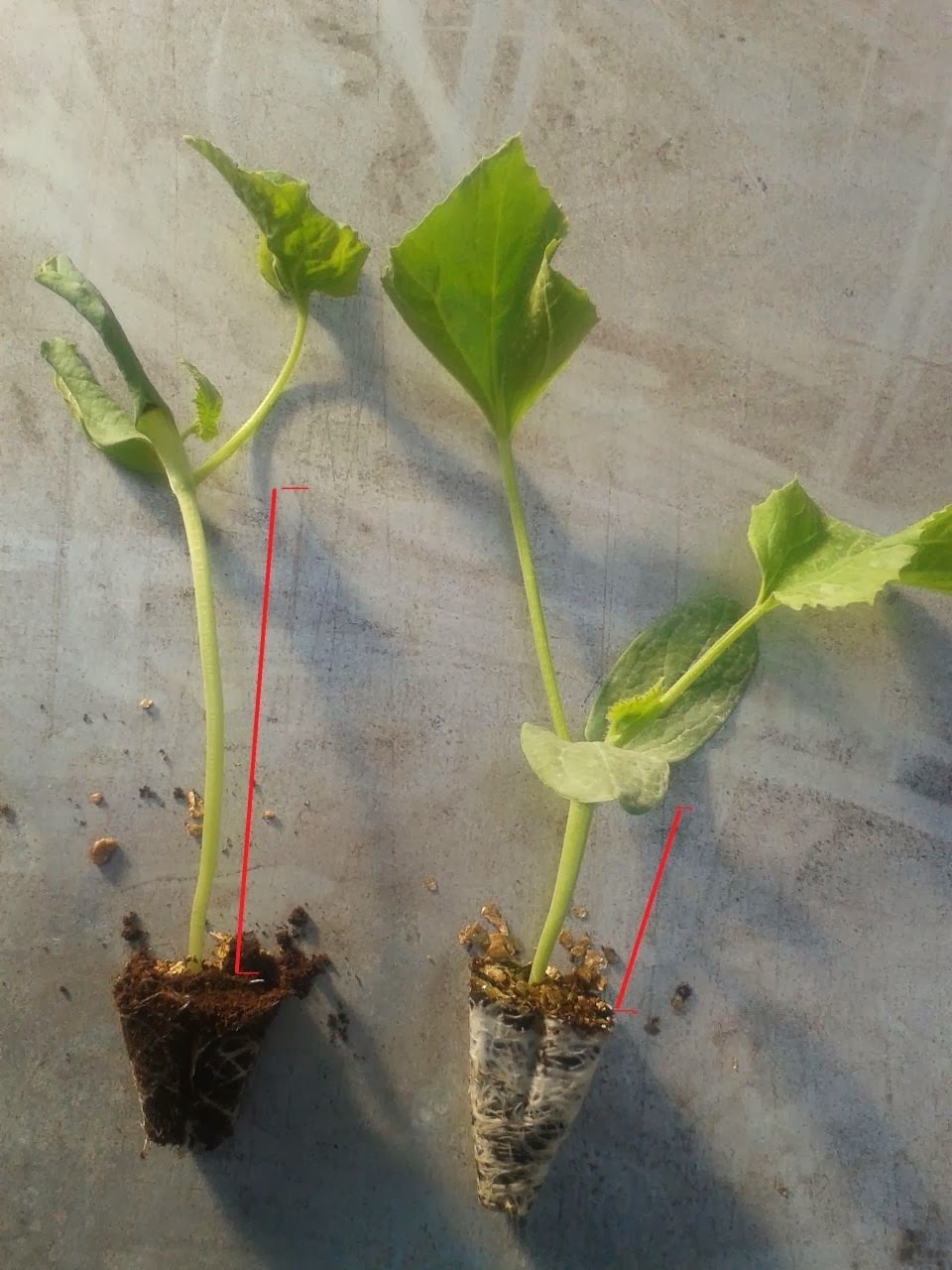 Homo agricola: Luz azul, hipocótilo y raíces