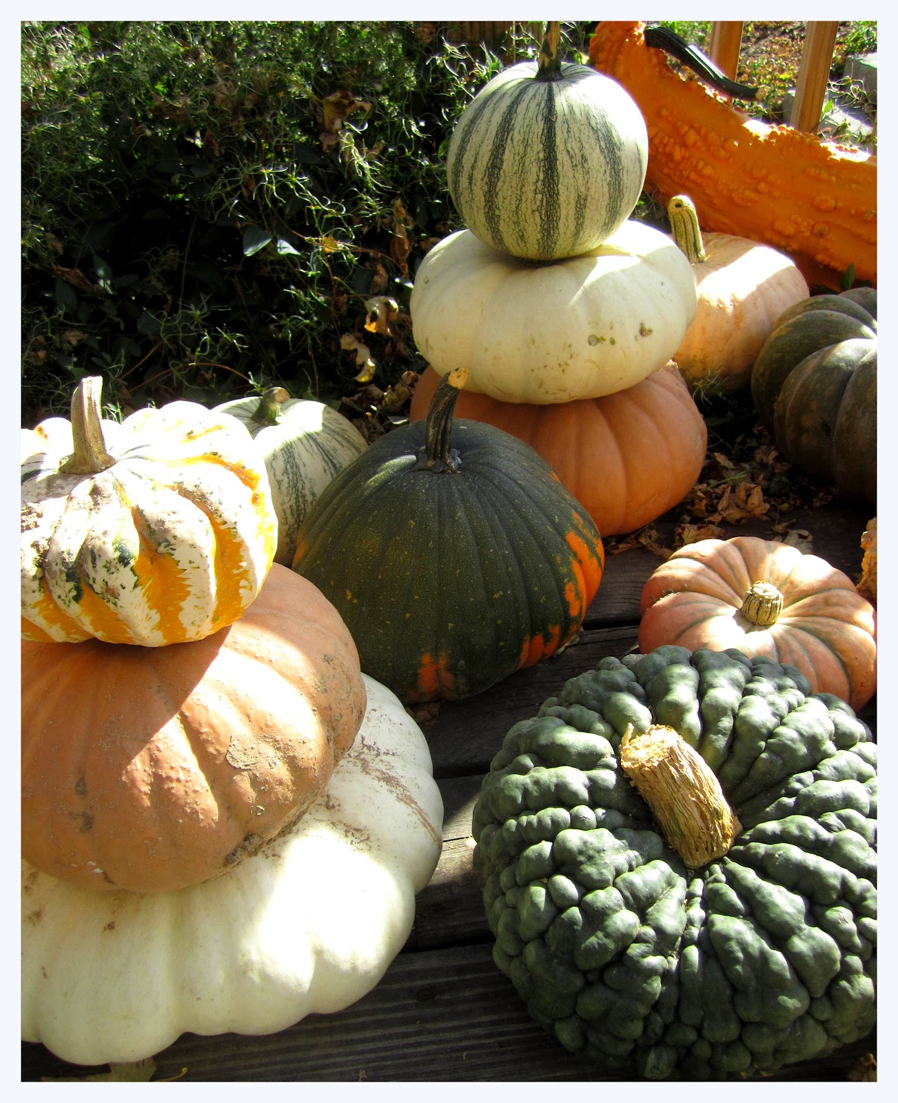 the corson cottage: {Heirloom Pumpkins}