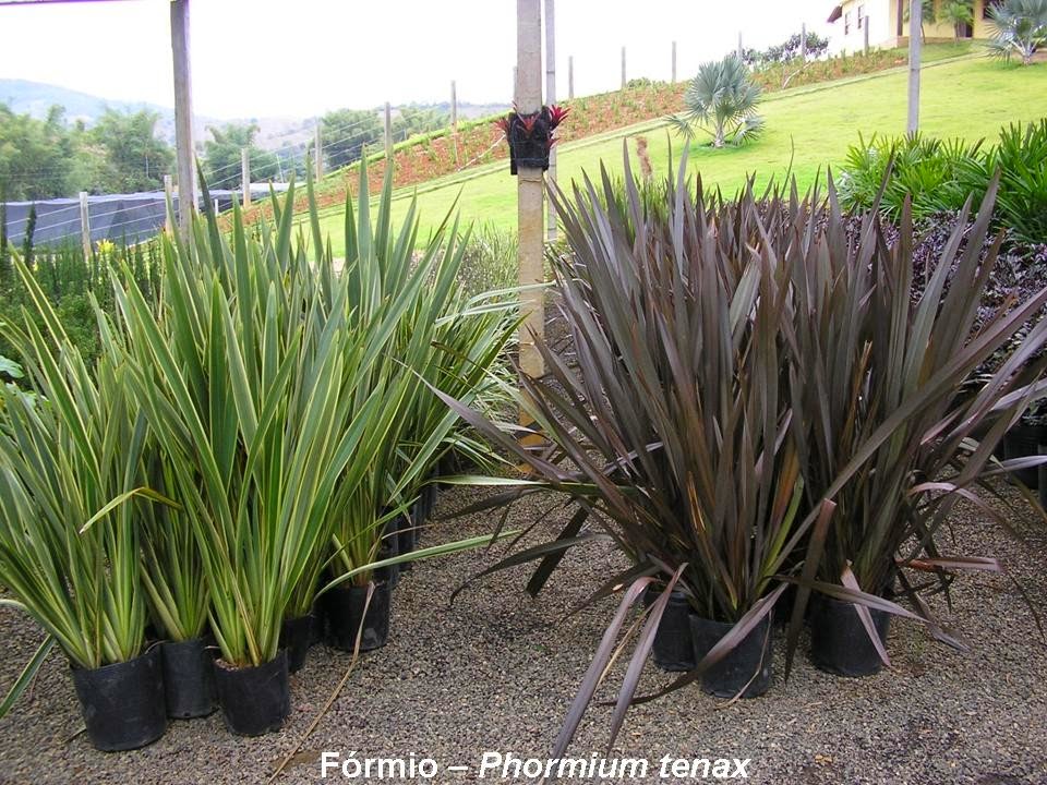 RW PAISAGISMO: COLORIDO: FÓRMIO