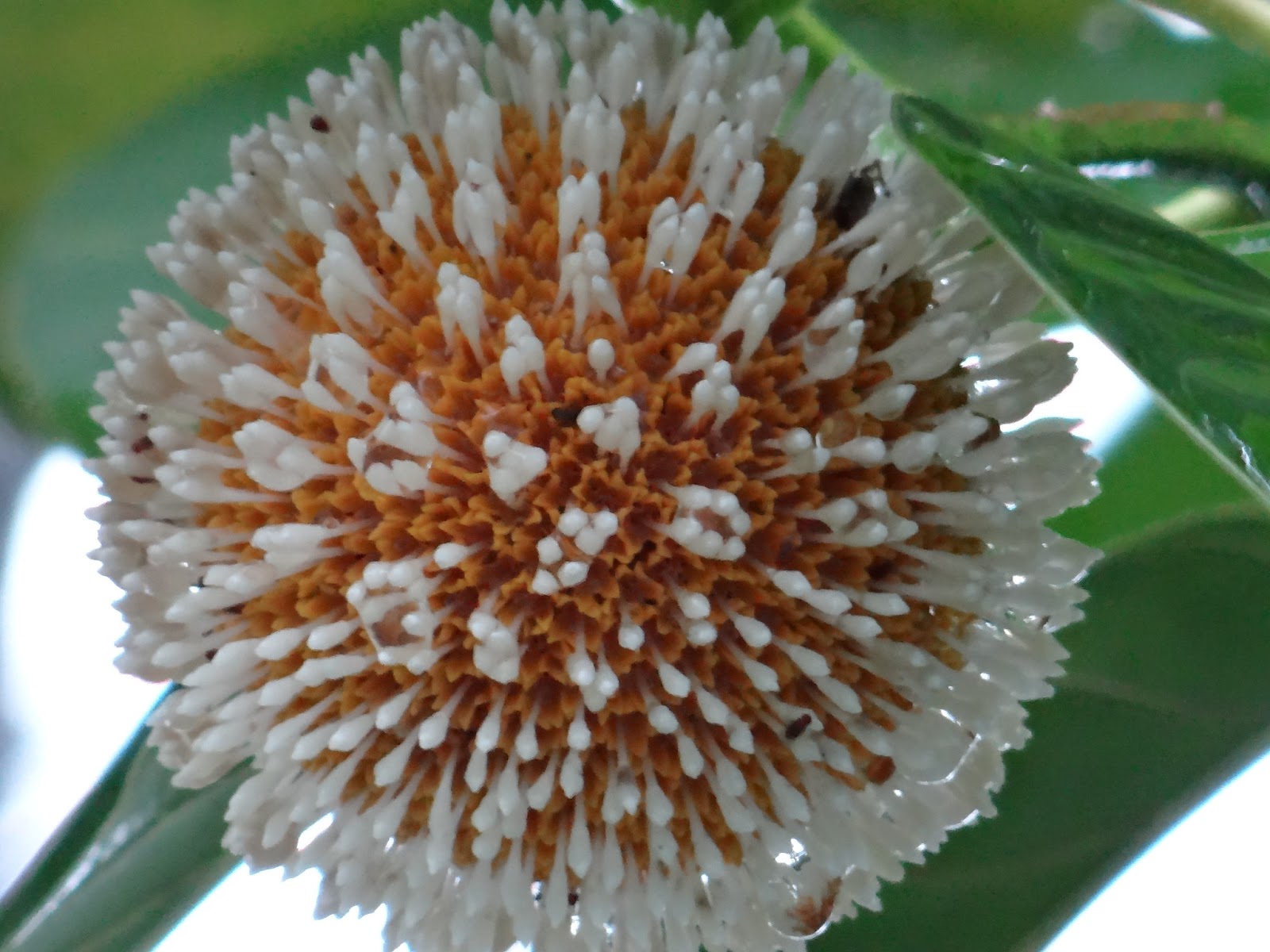 Jiv's Photography: Kadamba Tree Flowers