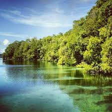 Ancient lakes at Kakaban Coast, Kakaban Island In Indonesia