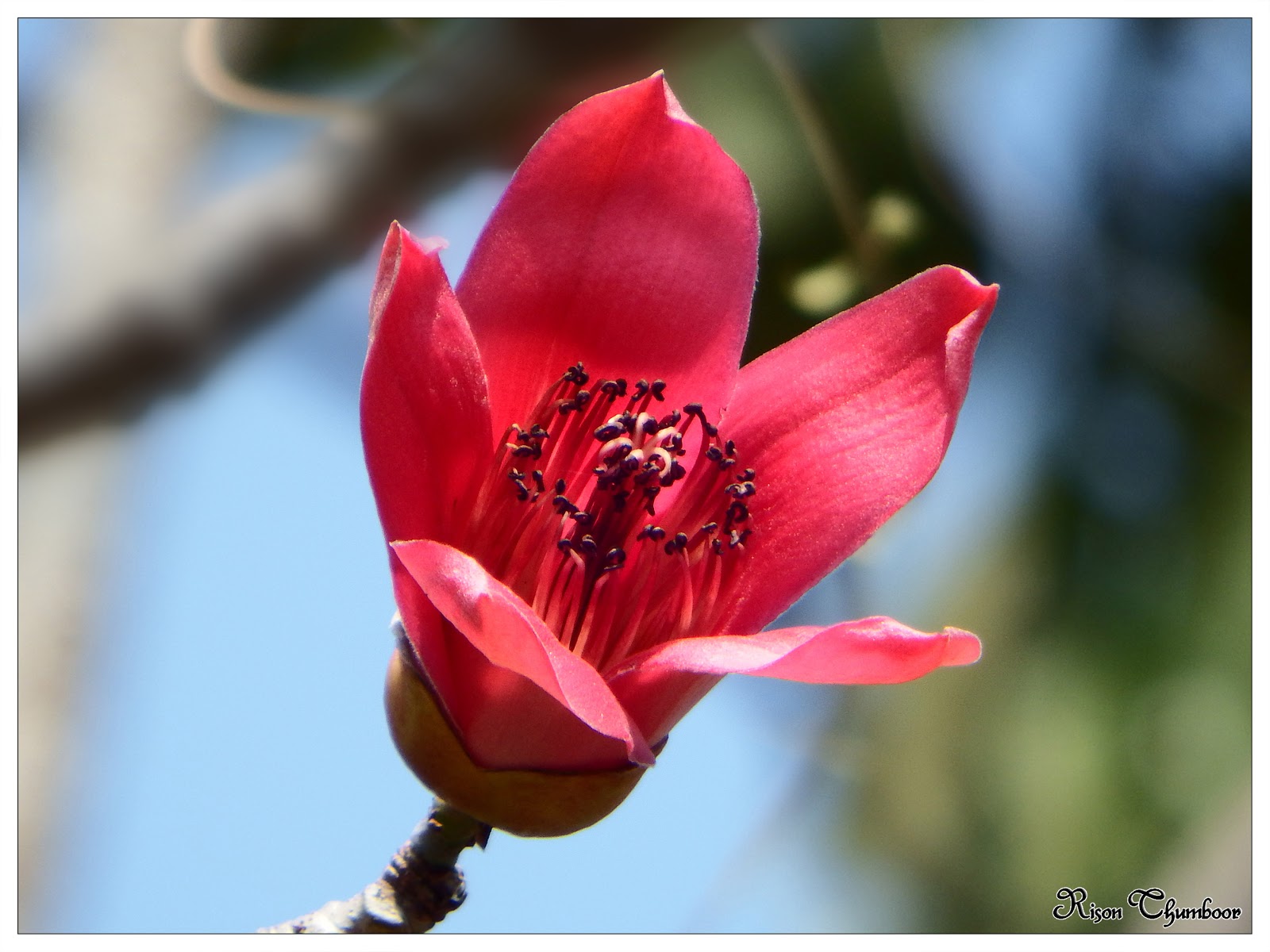 Kerala Flora: Red Silk-Cotton tree Flower