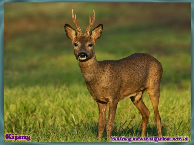 Daftar Nama Binatang Herbivora | Nama, Gambar Binatang A-Z