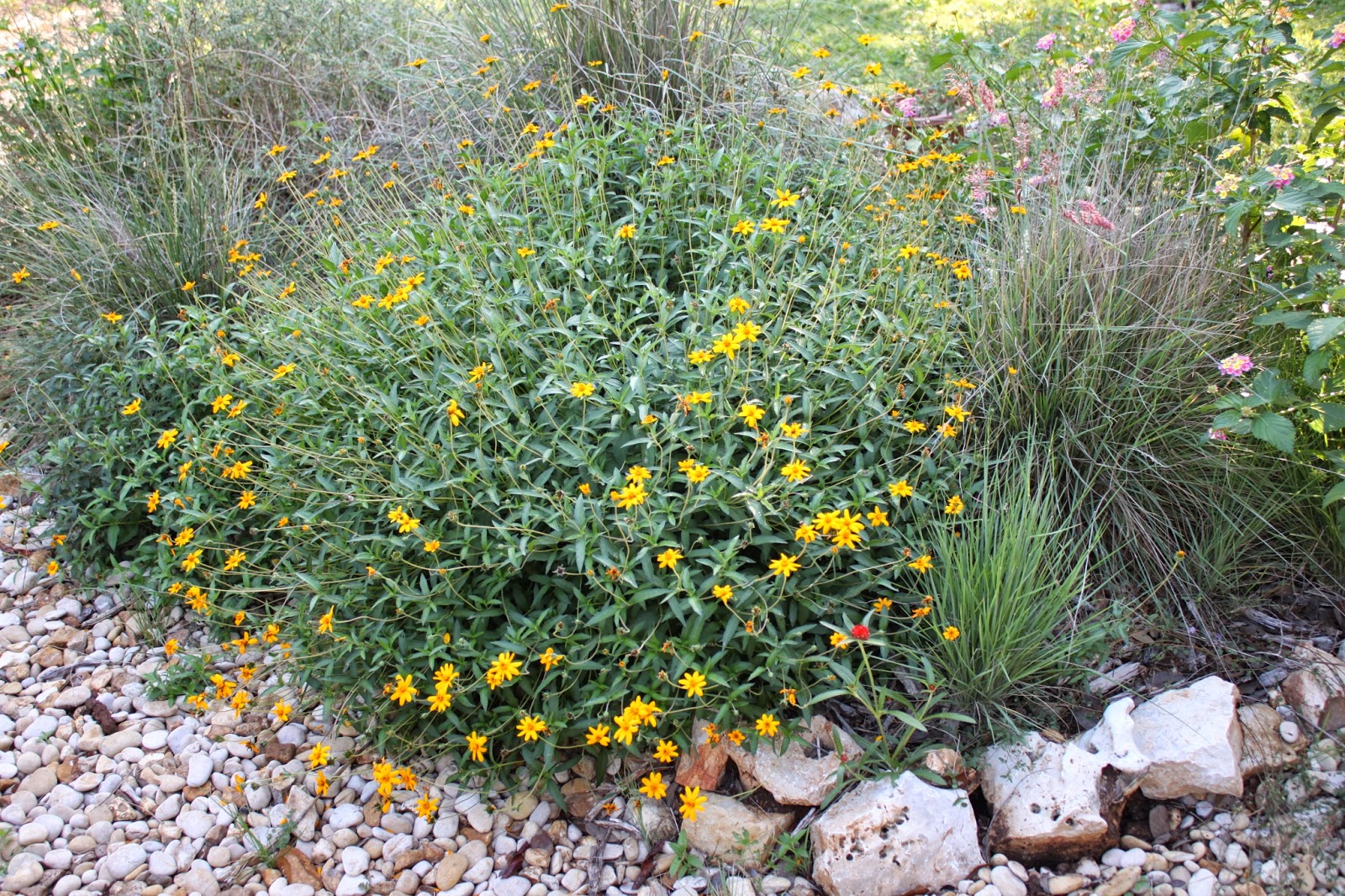 Rock-Oak-Deer: Wildflower Wednesday October 2013: Texas Native Plant Week