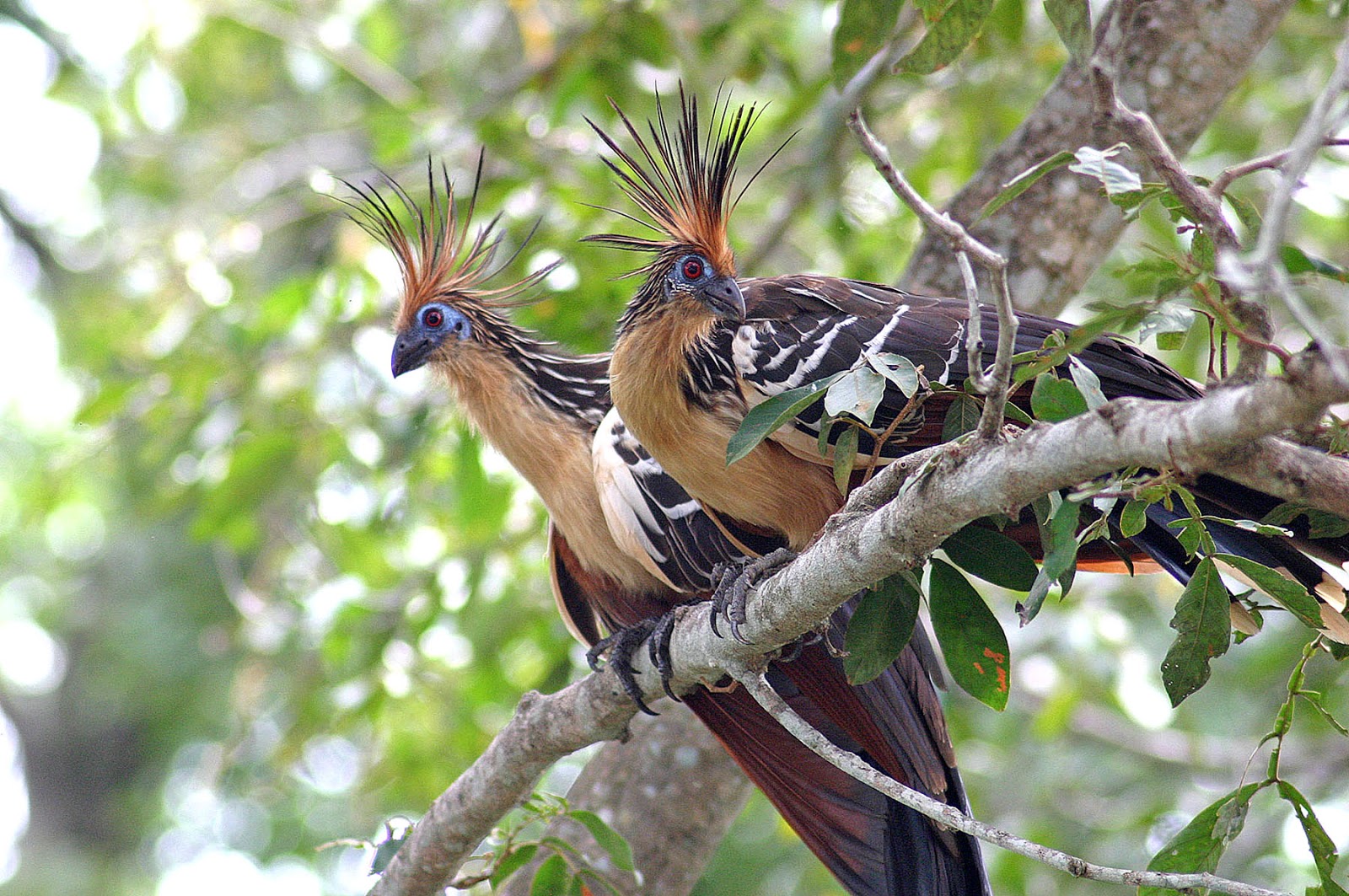 Hoatzin | Bird Basic Facts & Lovely Pictures | Beauty Of Bird