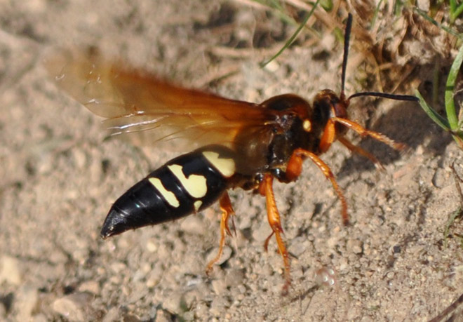 Patriots Glen National Golf Club Grounds