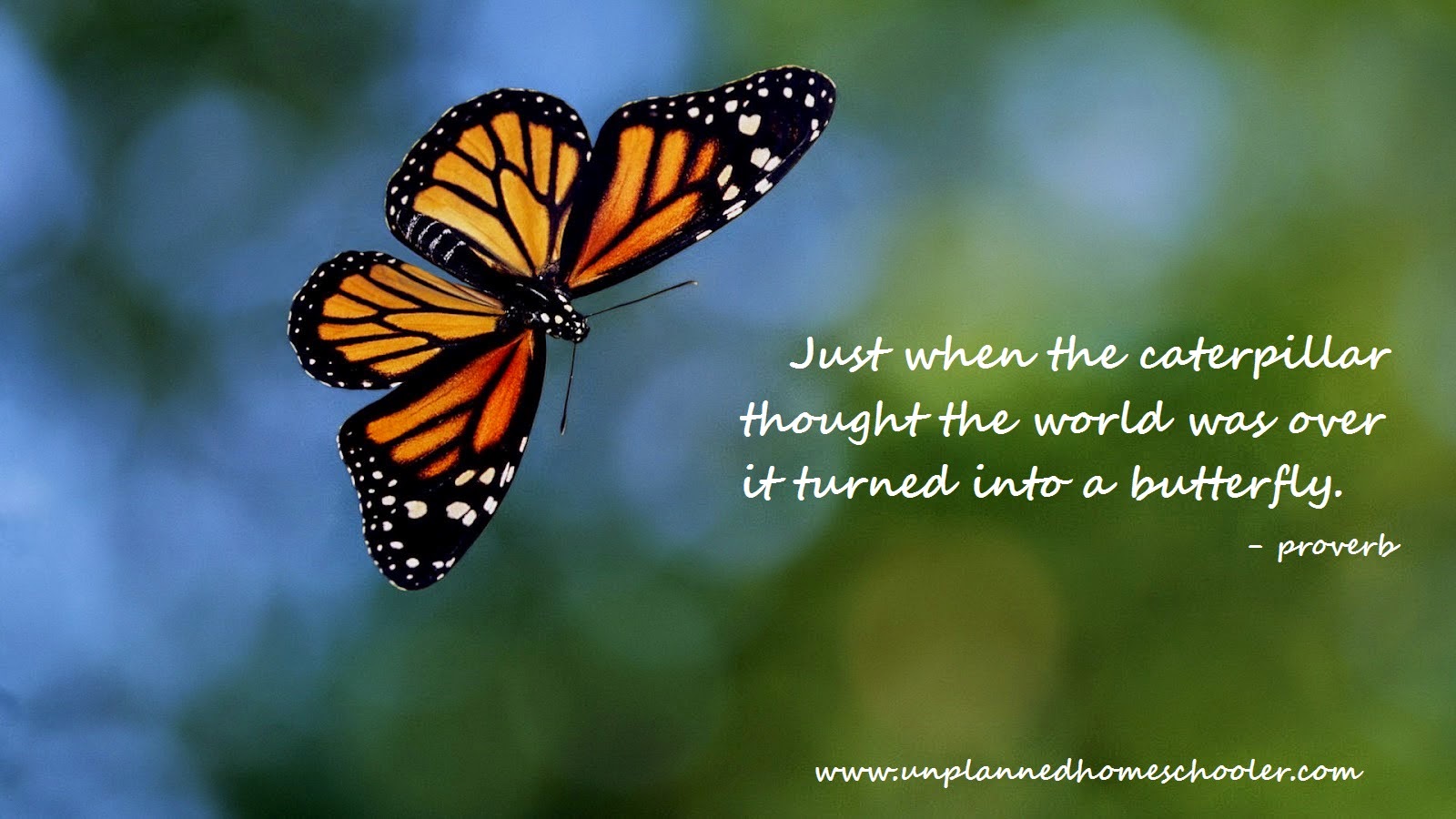 Embrace change, become a butterfly