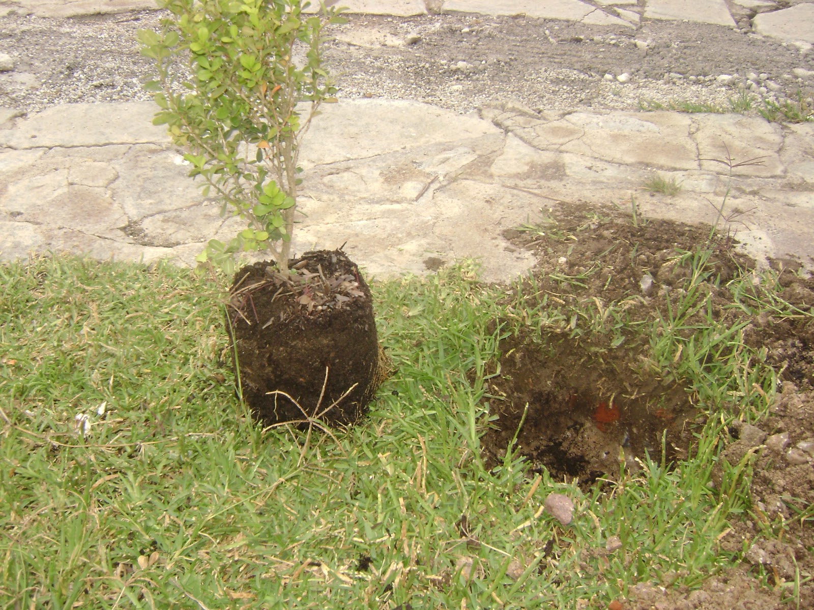 PLANETA VERDE, HUMANIDAD FELIZ: IMPORTANCIA Y PASOS PARA SEMBRAR UN ÁRBOL