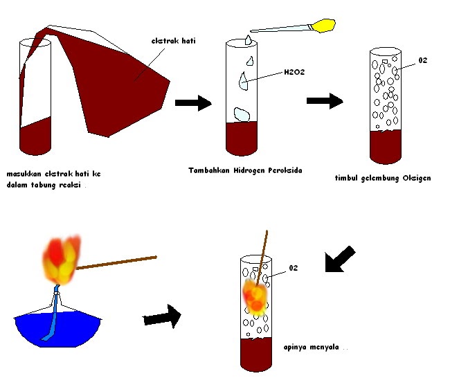 ALIT ADI SANJAYA: PRAKTIKUM UJI ENZIM KATALASE