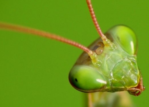 Domači vrt: Vse o Bogomolki