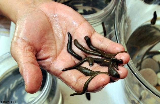 Medicina altfel: Terapia cu lipitori (Hirudoterapia)