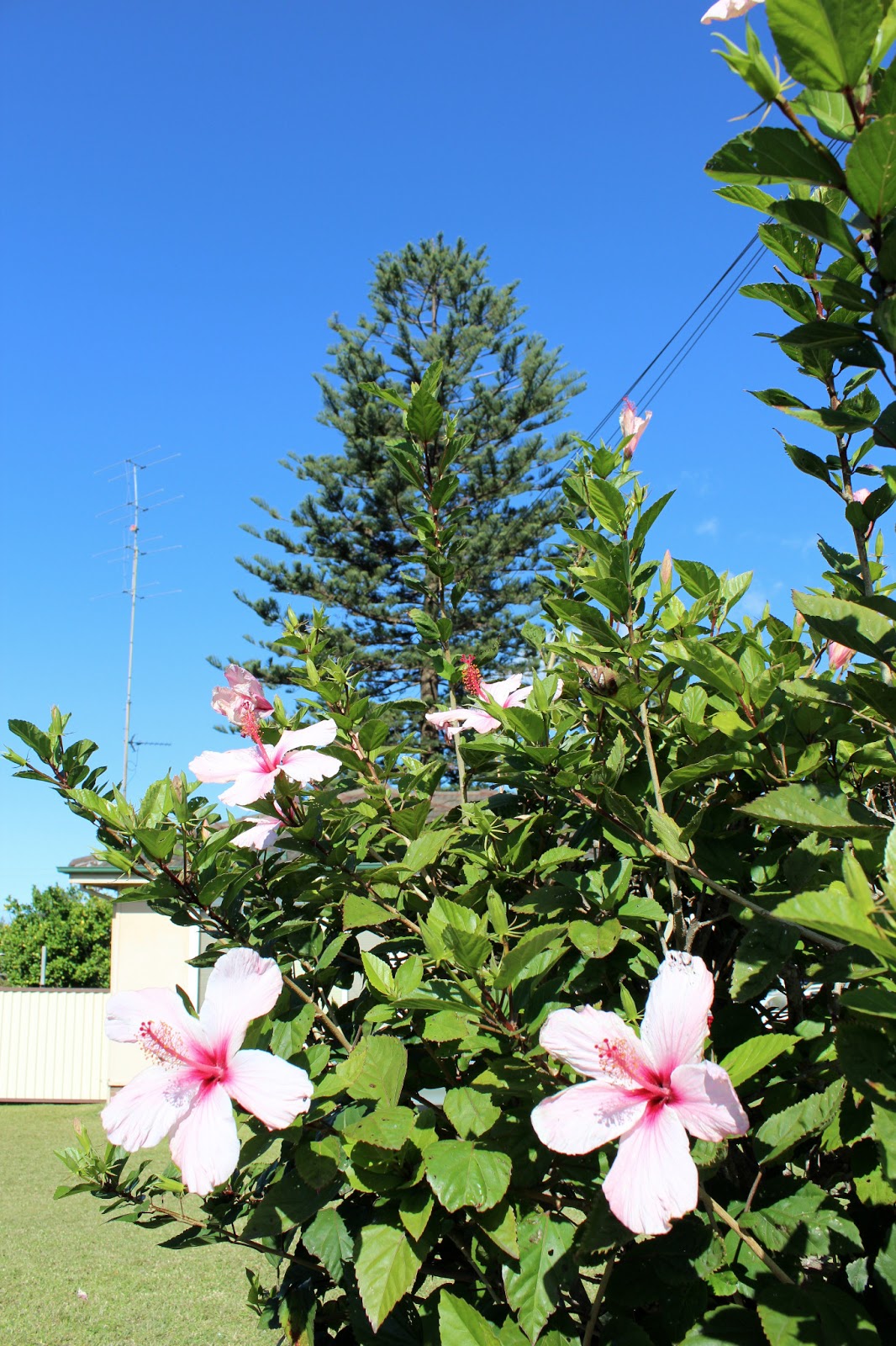 Florez Nursery: Hibiscus 'Ruth Wilcox'