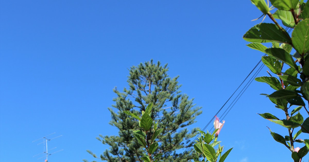 Florez Nursery: Hibiscus 'Ruth Wilcox'
