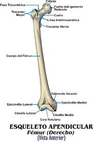 Nuestro esqueleto: Miembro inferior: Fémur y rótula