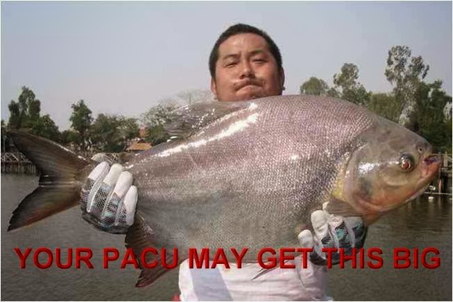 Finatics Tropical Fish : Re-Homing Monster Fish…