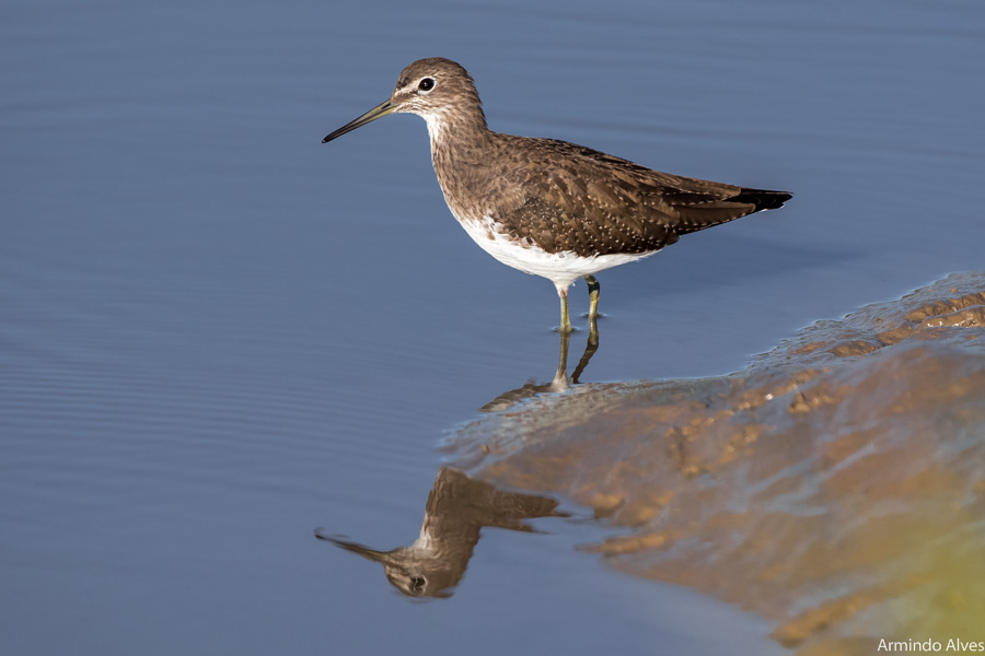 TERRA VIVA: BIQUE-BIQUE