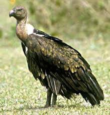 भाषा और भाषा प्रौद्योगिकी: पक्षियों के नाम (Names of Birds)