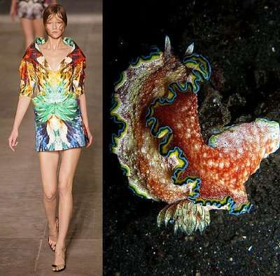 WEIRD NEWS: Fashion inspired by animals and insects