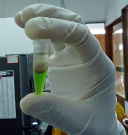 Articles - Society of MBBT: Basic steps in DNA extraction