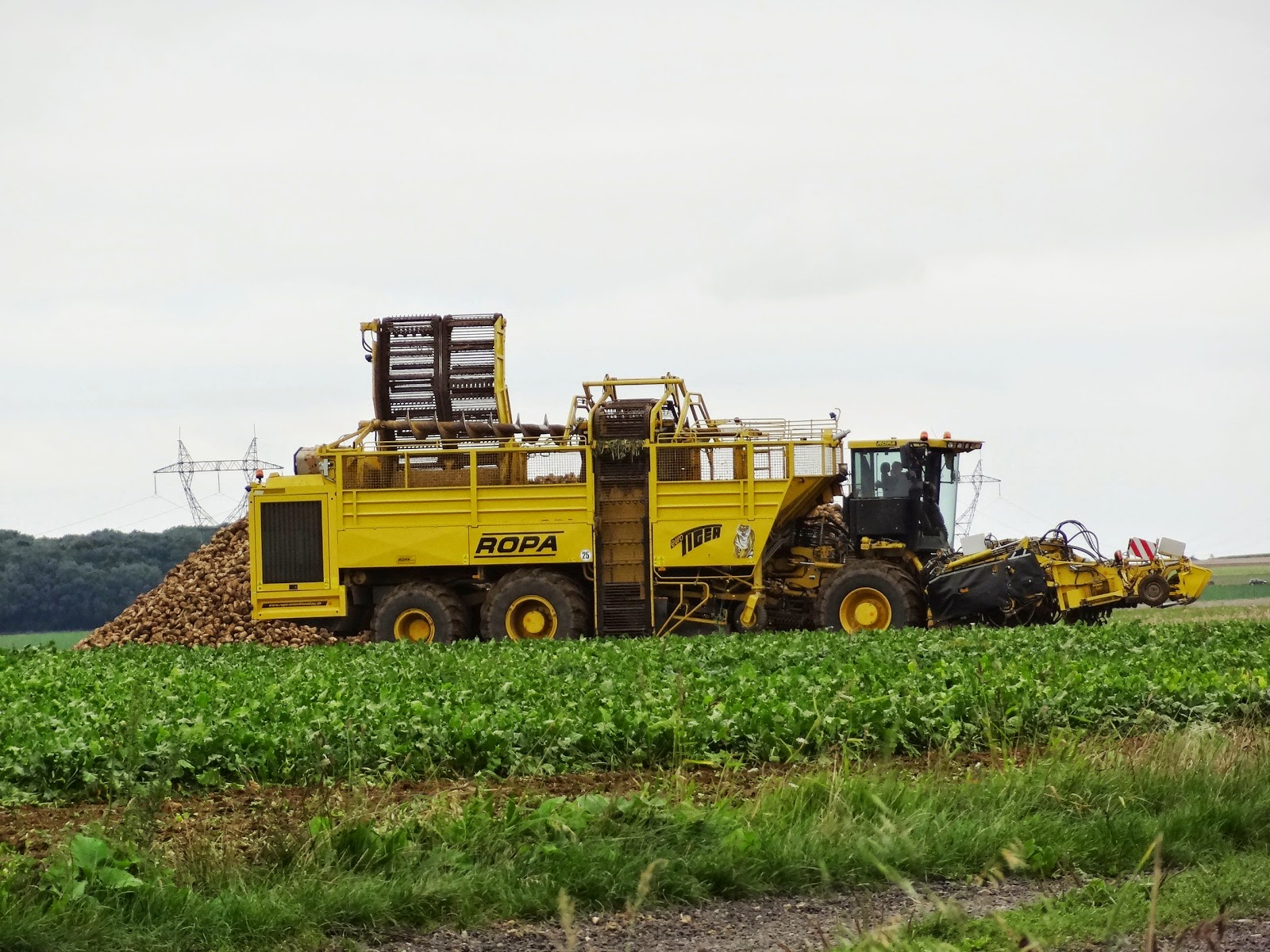 Sugar beet harvest: Ropa Tiger VS Holmer Terra Dos T3