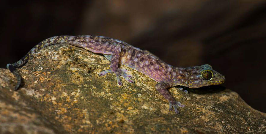 Laoconnection.com: Newly Discovered Snake and Gecko in Laos