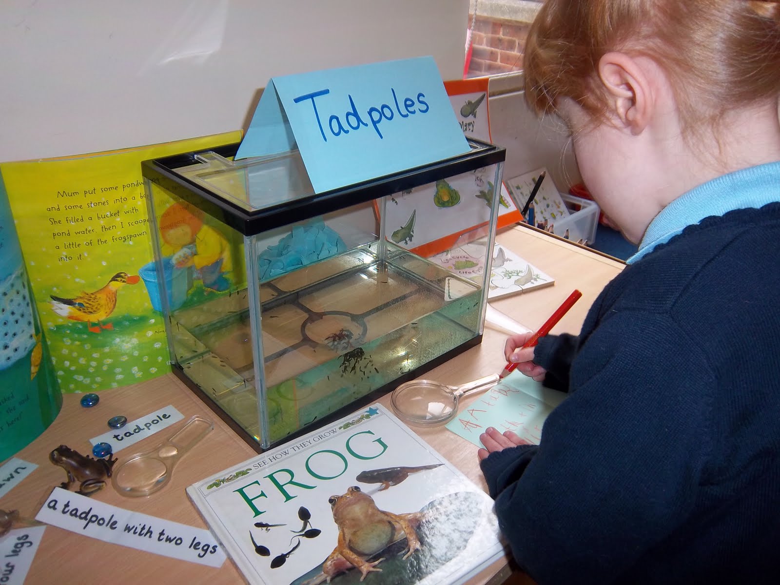 Crabtree Infants' Reception: Tadpoles!