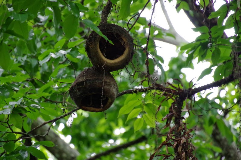Trees and Plants: Monkey Pot (Sapucaia Nut Tree)