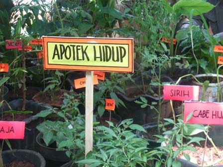 Panduan Lengkap Membuat Apotik Hidup | HR Berita